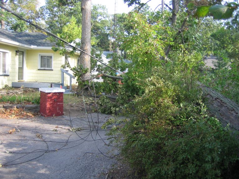 Tree on power and cable lines - Photos from Chris Hardie