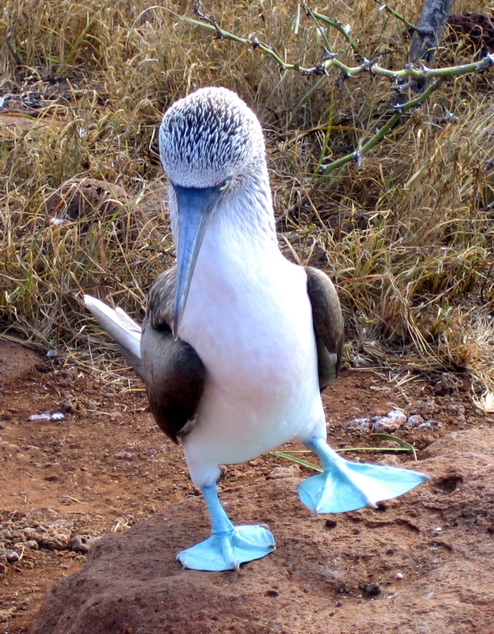 Wobble - Photos from Chris Hardie