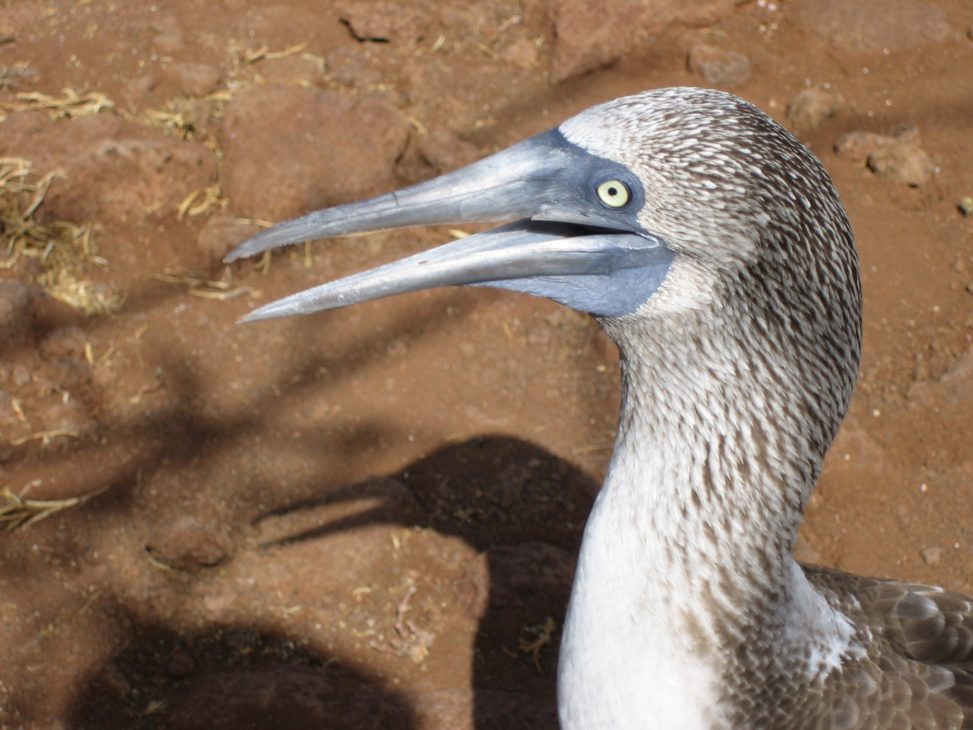 Beak - Photos from Chris Hardie