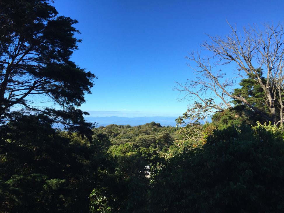 Canopy View - Photos from Chris Hardie