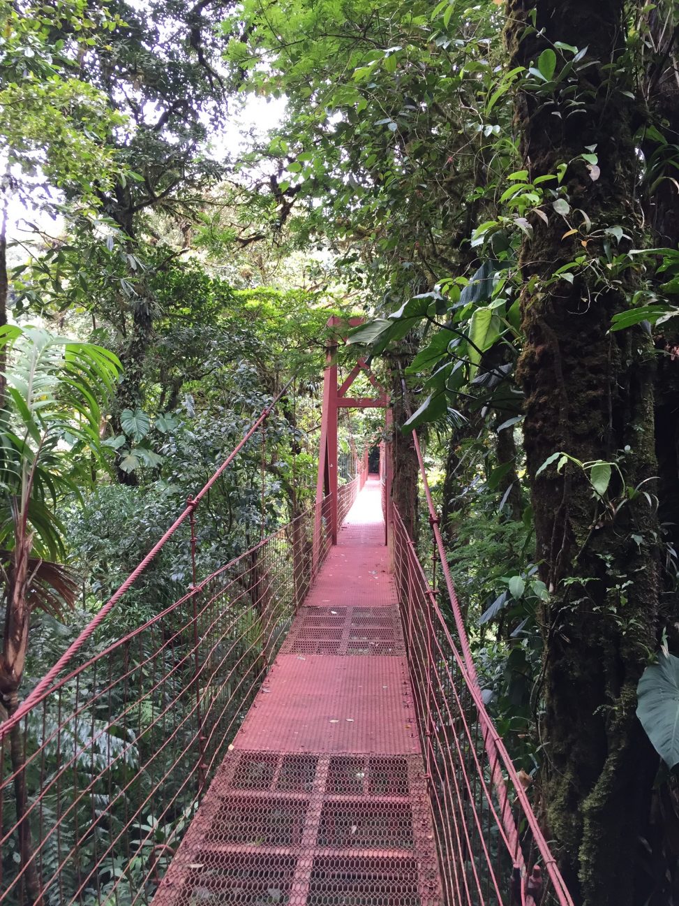 Cloud Forest Bridge - Photos from Chris Hardie