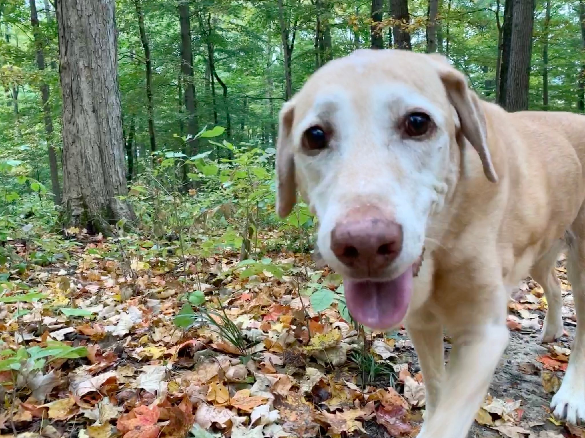 Happy trail dog - Photos from Chris Hardie